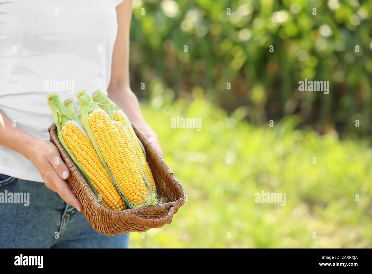 Female farmer with ripe corn cobs in field Stock Photo - Alamy