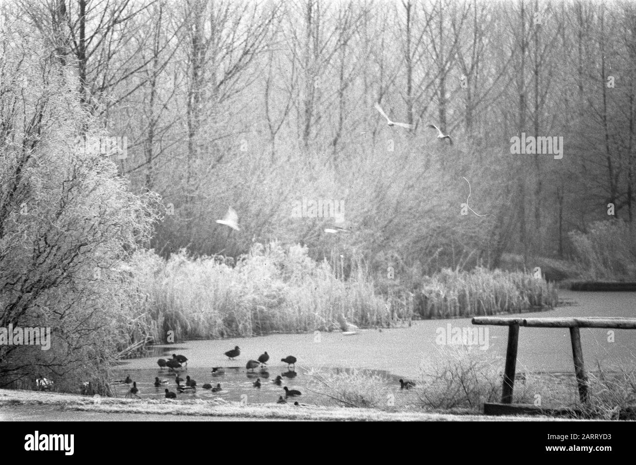 Trees and shrubs covered with ripe Birds on the ice Date: January 1 ...