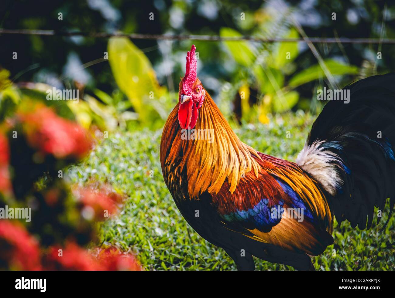 Aloha rooster hi-res stock photography and images - Alamy