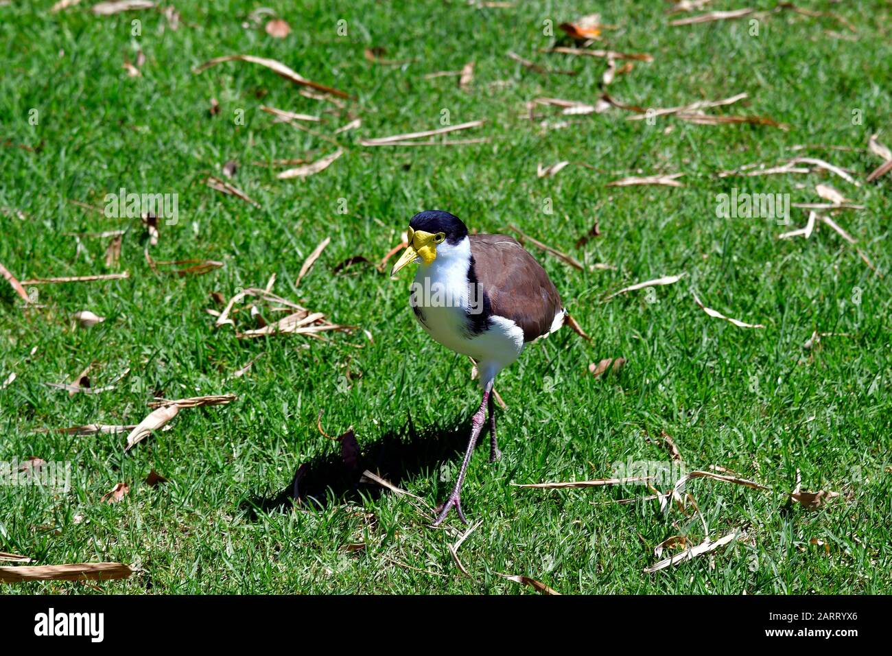 Australia, Spur-wing Lapwing aka Masked Lapwing in public Royal Botanic ...
