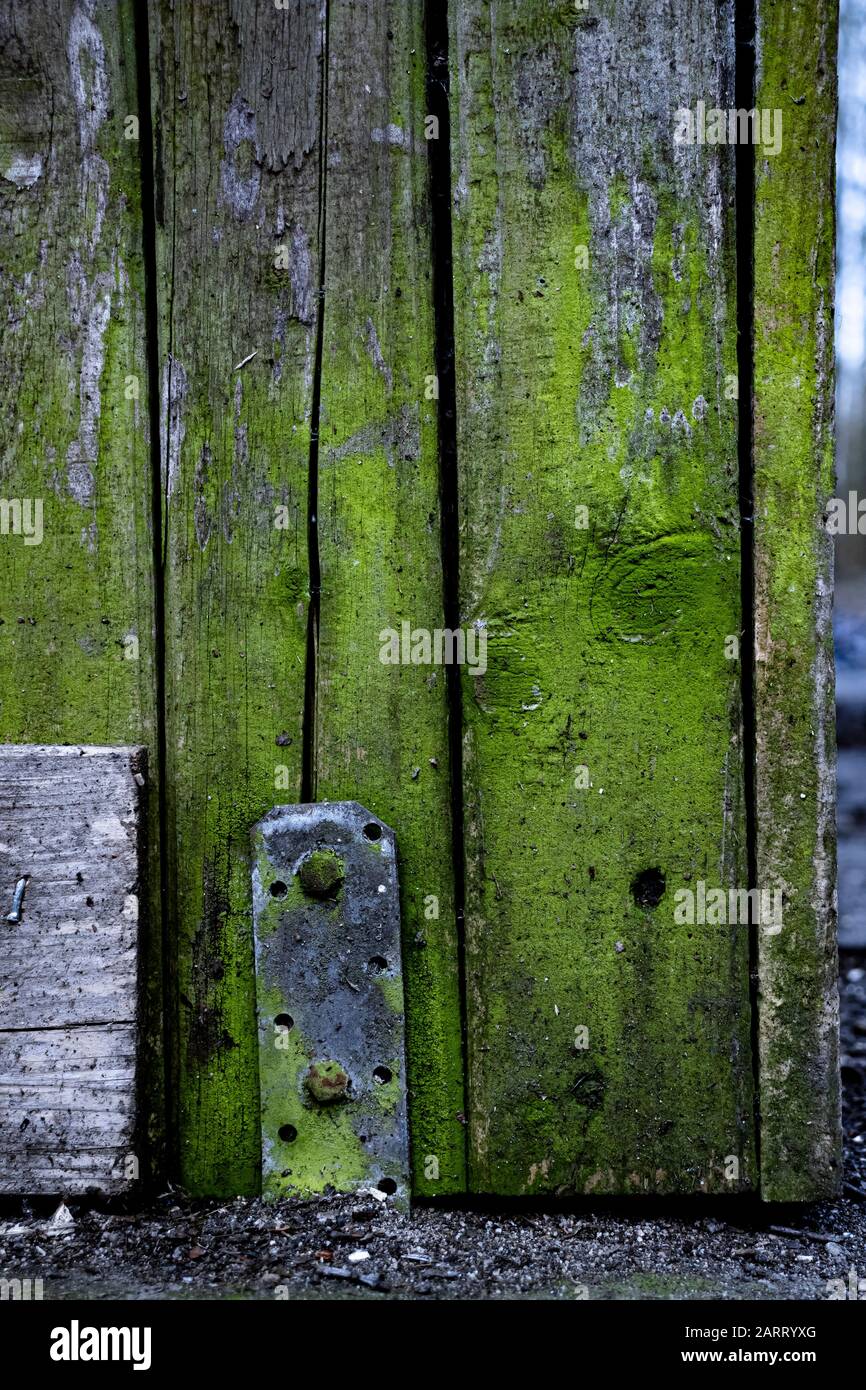 Old wooden door covered in moss Stock Photo - Alamy