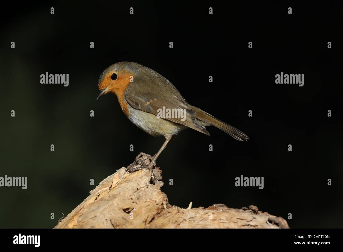 Robin on log on dark background Stock Photo - Alamy