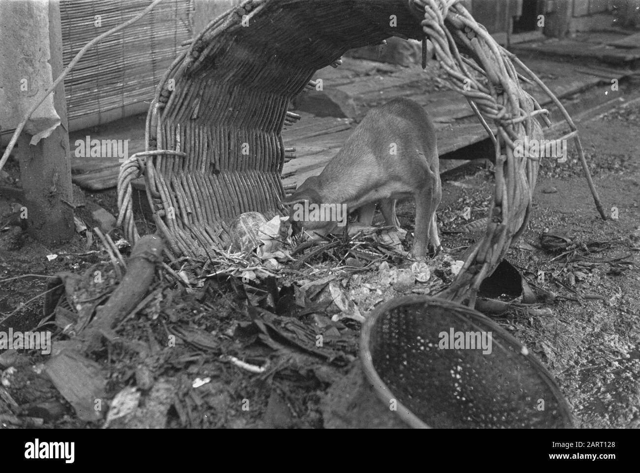 Photo Reportage Palembangs Slums Palembangs. A dog scurrying through ...