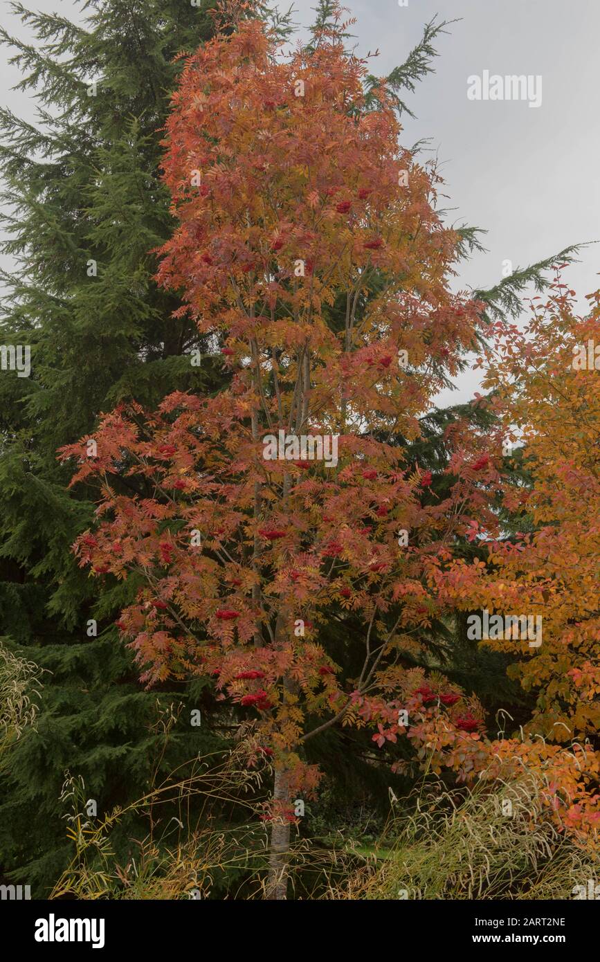 Autumn Foliage and Red Berries of an American Mountain Ash Tree (Sorbus ...