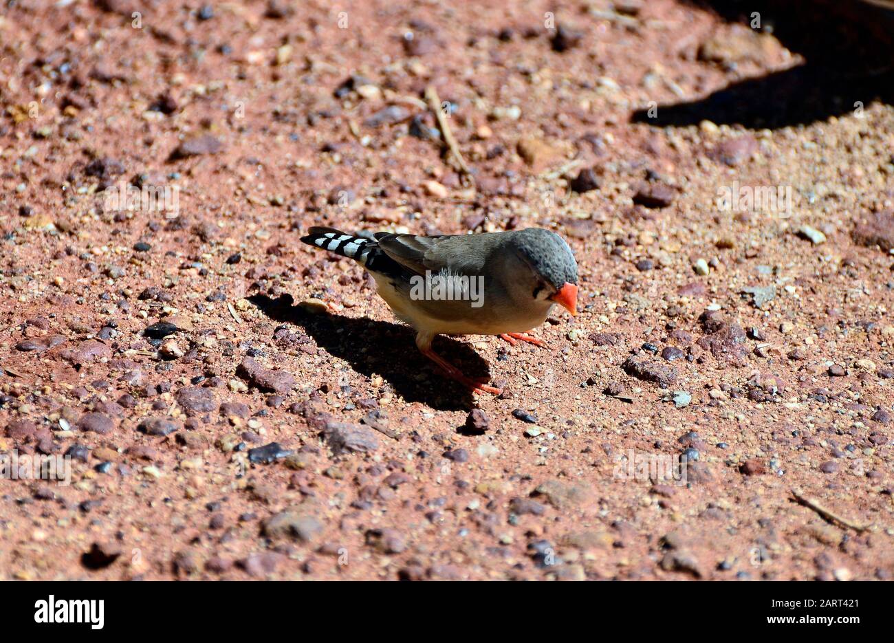 Australia, diamond firetail finch Stock Photo - Alamy