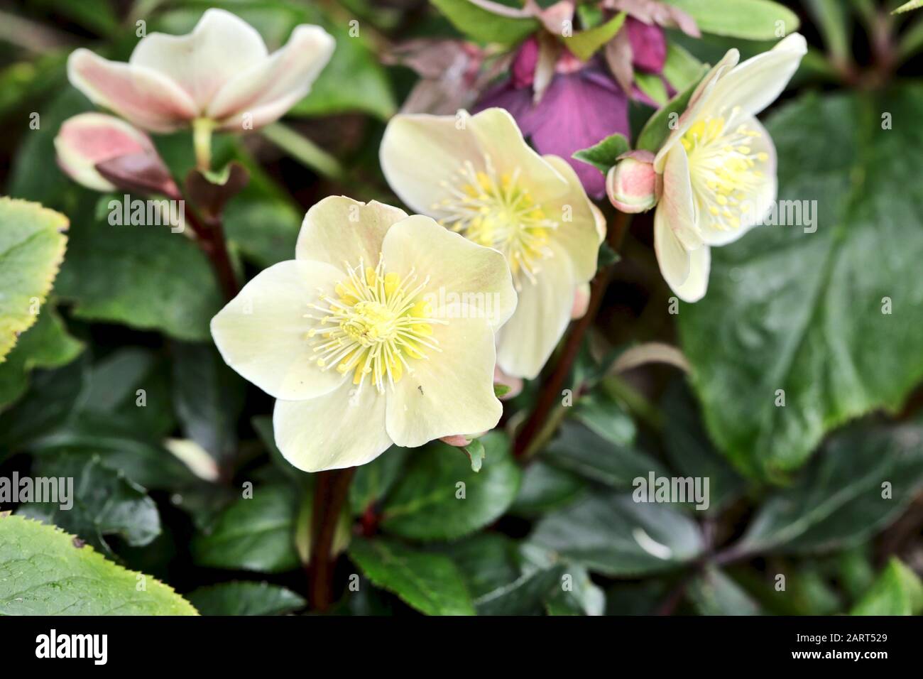 Helleborus 'Cinnamon Snow' Stock Photo - Alamy