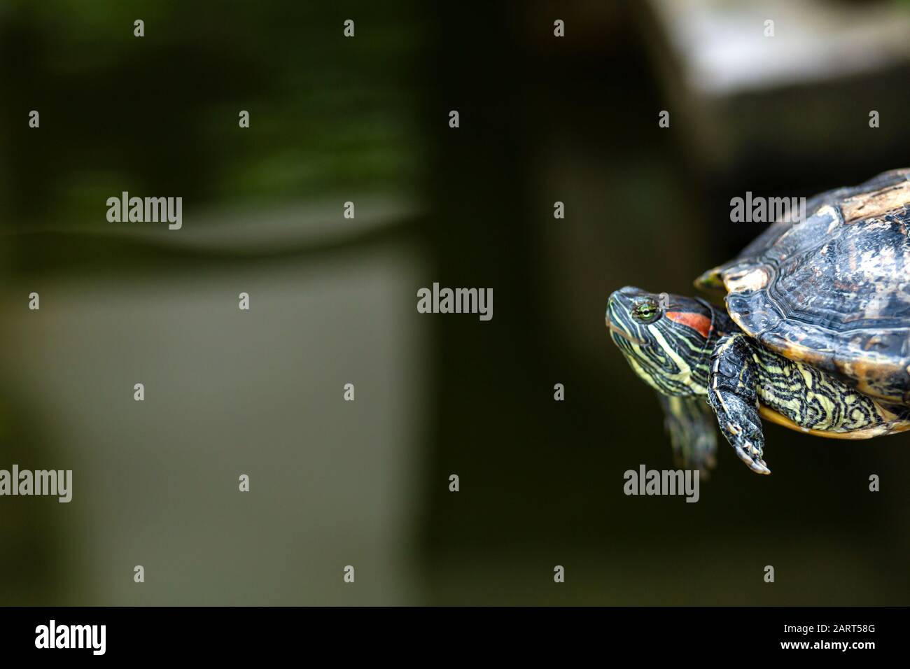 Red Eared Terrapin - Trachemys scripta elegans. Red eared slider turtle ...