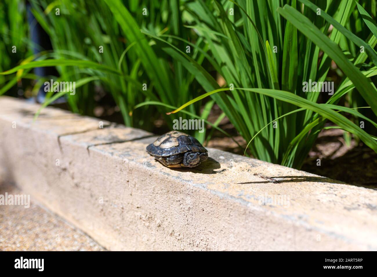 Red Eared Terrapin - Trachemys scripta elegans. Red eared slider turtle ...