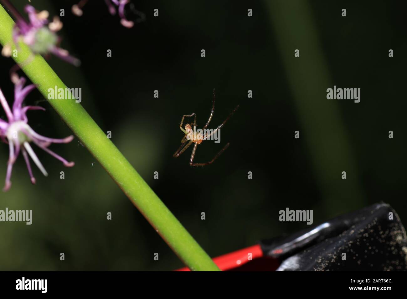 Spiders in the garden in Germany with net and taken as macro in best ...