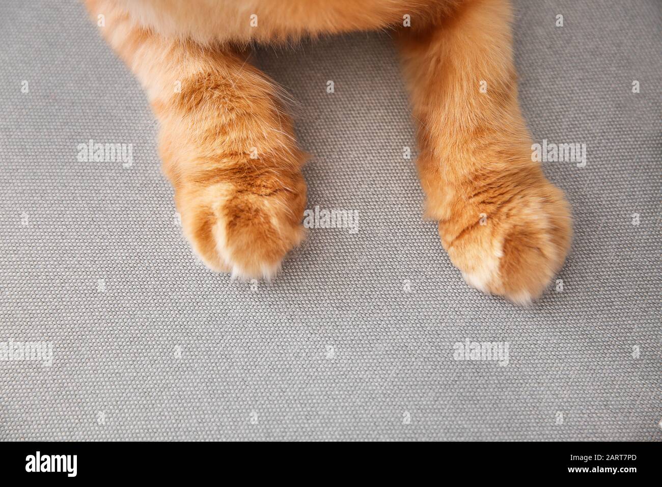 Paws of cute Persian cat at home Stock Photo - Alamy