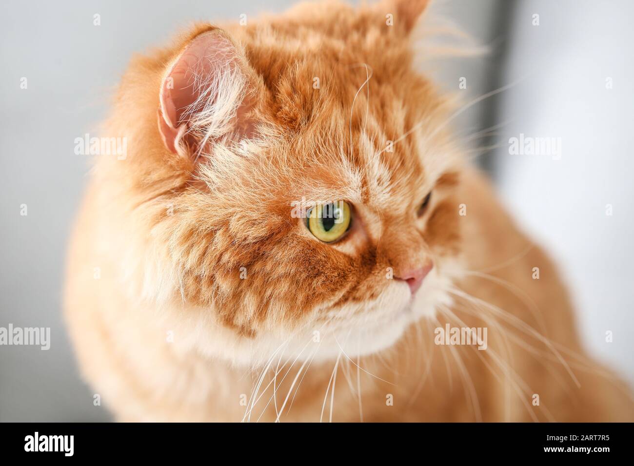 Cute Persian cat at home Stock Photo - Alamy