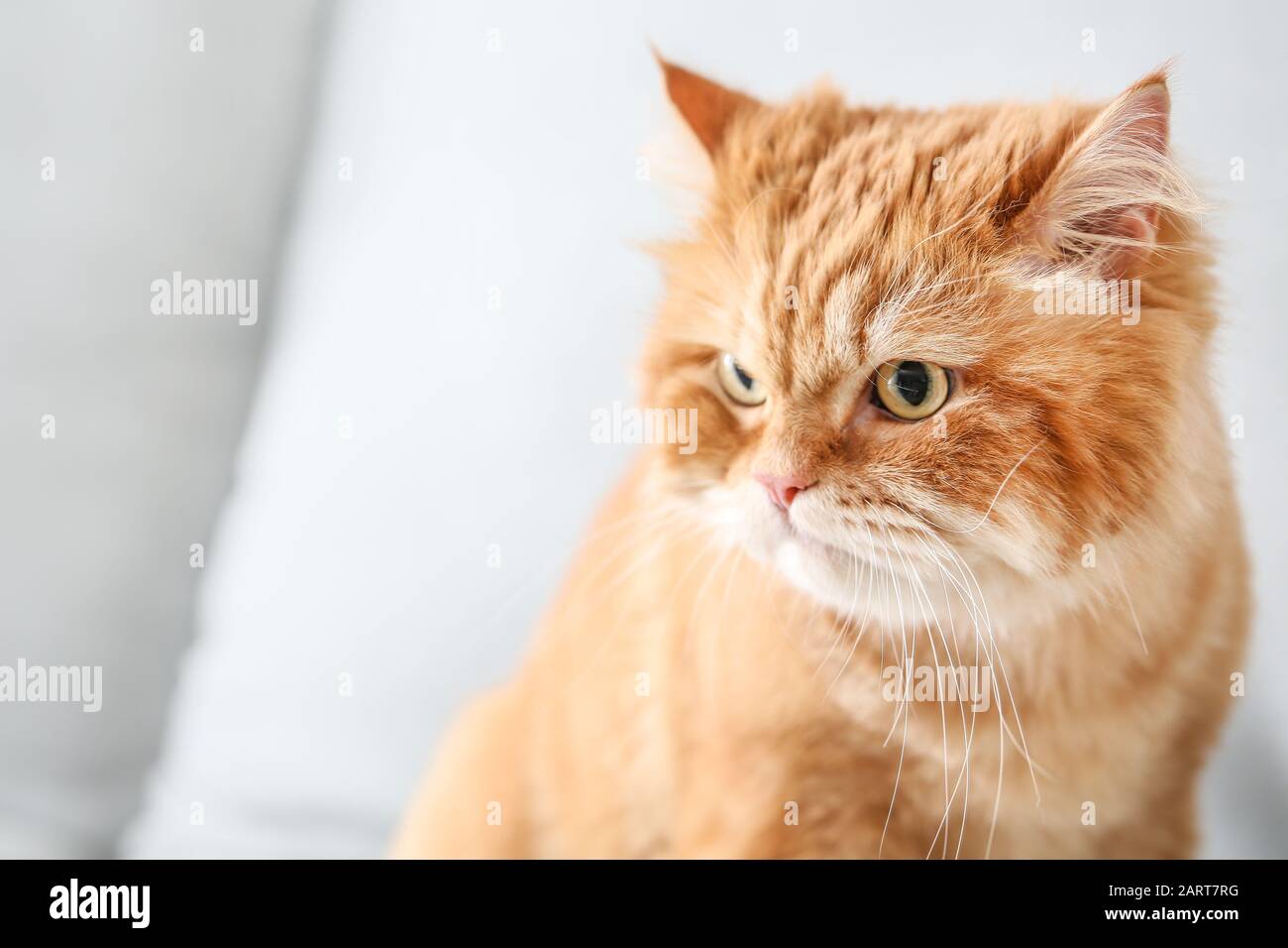 Cute Persian cat at home Stock Photo - Alamy
