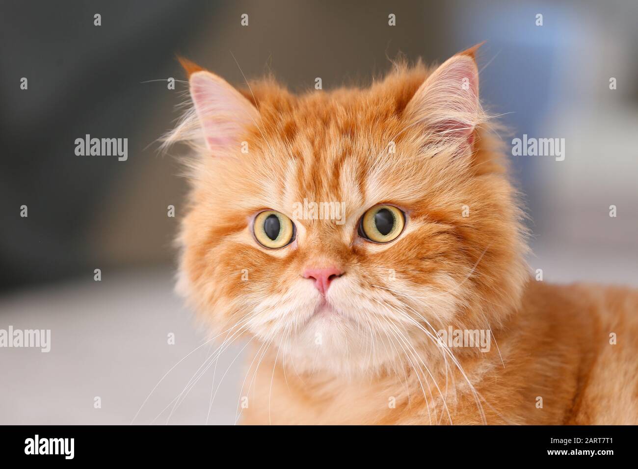 Cute Persian cat at home Stock Photo - Alamy