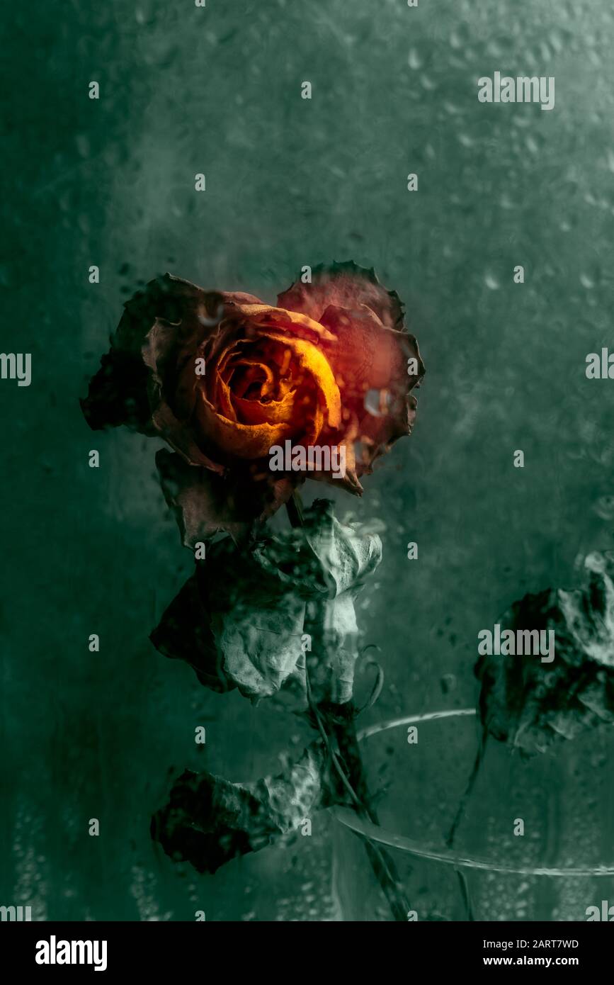 Dried orange rose. Bunch of beautiful faded flower through the glass ...