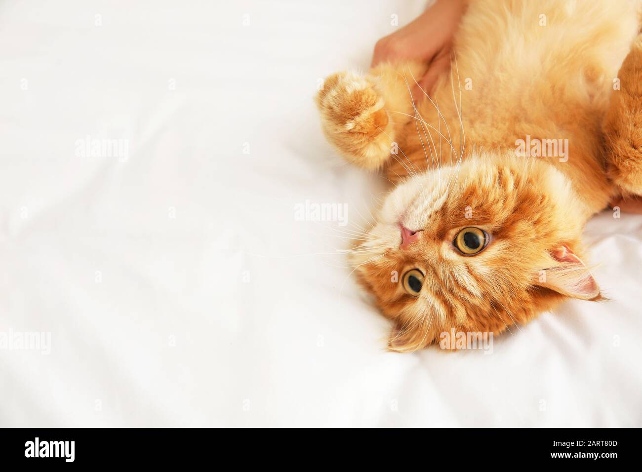 Female hand playing fluffy cat hi-res stock photography and images - Alamy