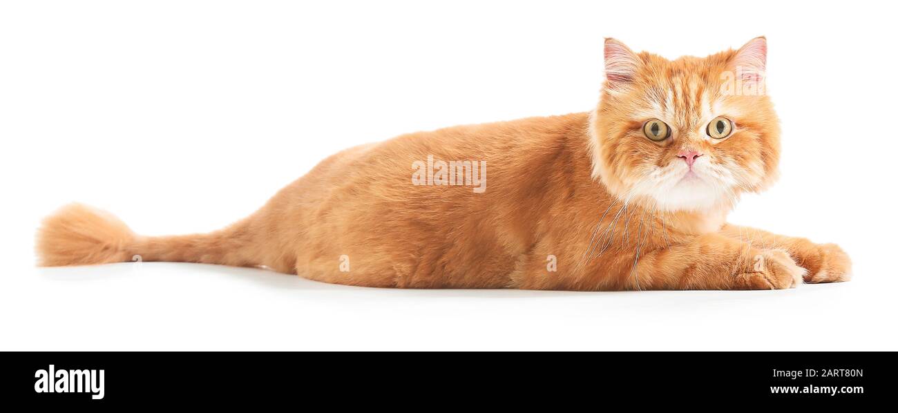 Cute red Persian cat on white background Stock Photo - Alamy