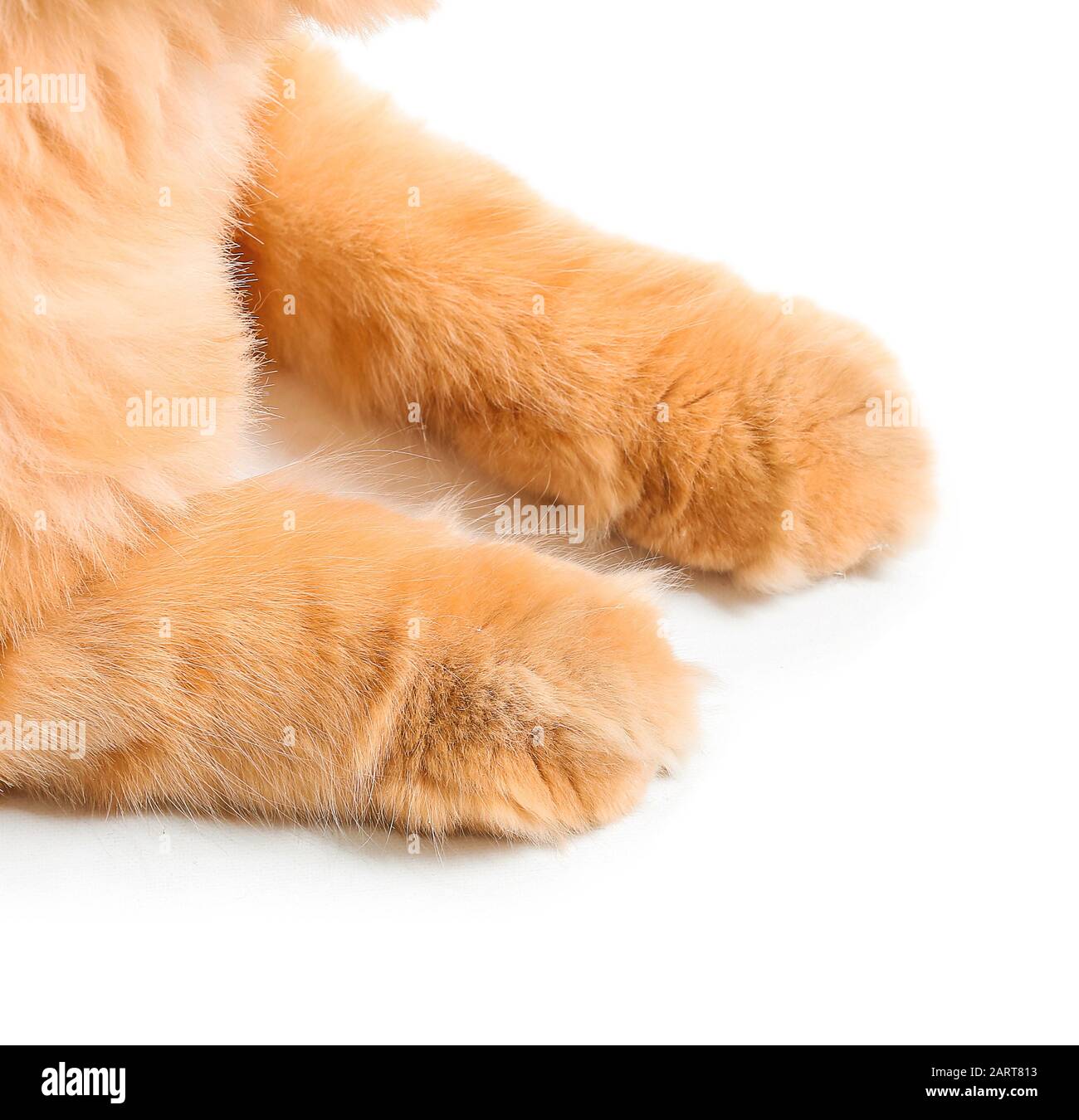 Paws of cute red Persian cat on white background Stock Photo - Alamy