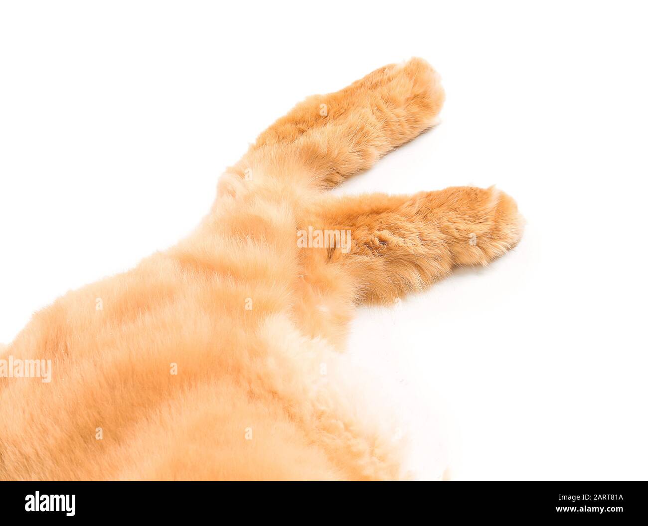 Paws of cute red Persian cat on white background Stock Photo - Alamy