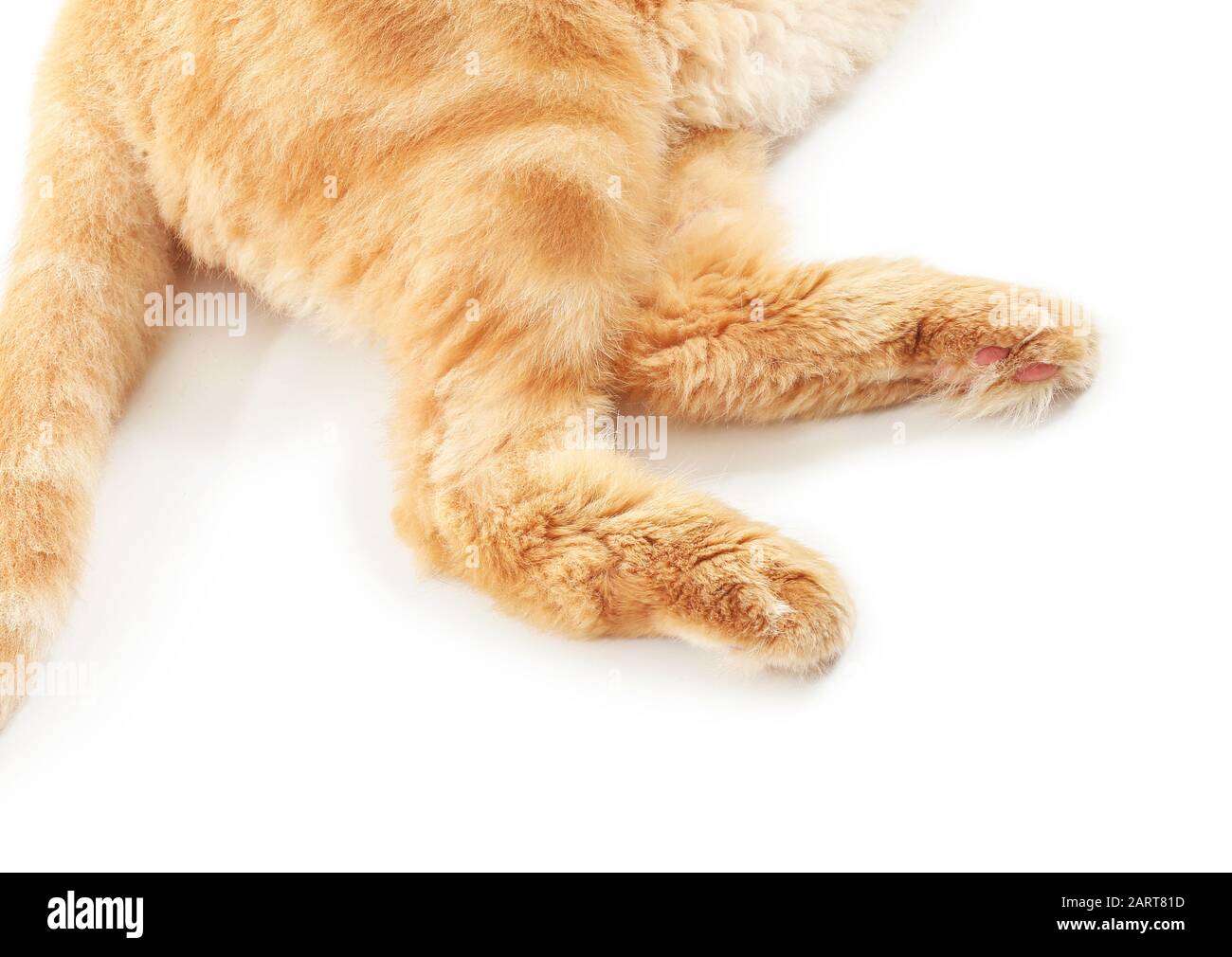 Paws of cute red Persian cat on white background Stock Photo - Alamy