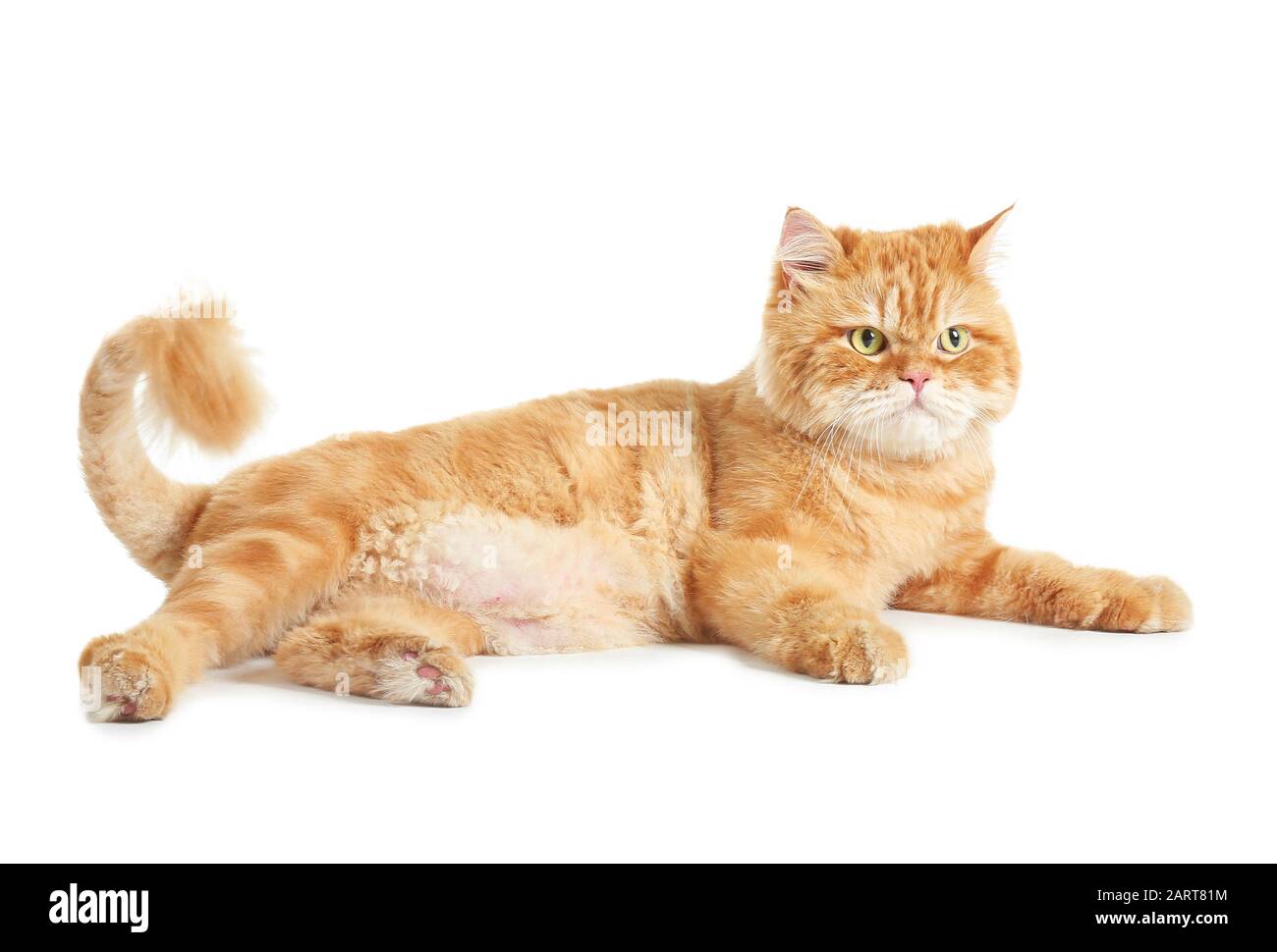 Red persian cat hi-res stock photography and images - Alamy