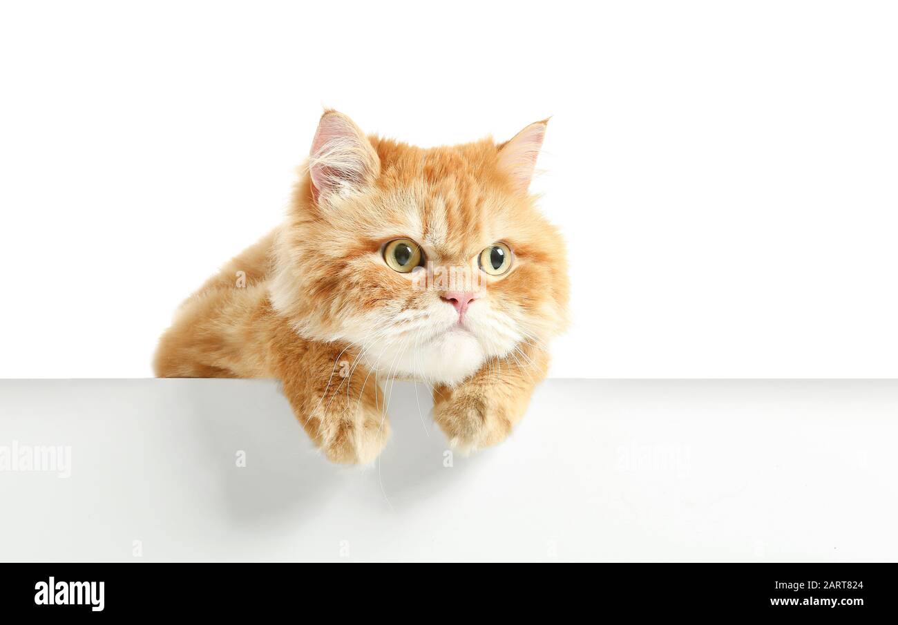 Cute red Persian cat with blank poster on white background Stock Photo ...