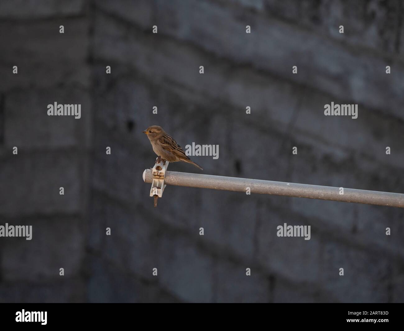 Sparrow in pipe hi-res stock photography and images - Alamy