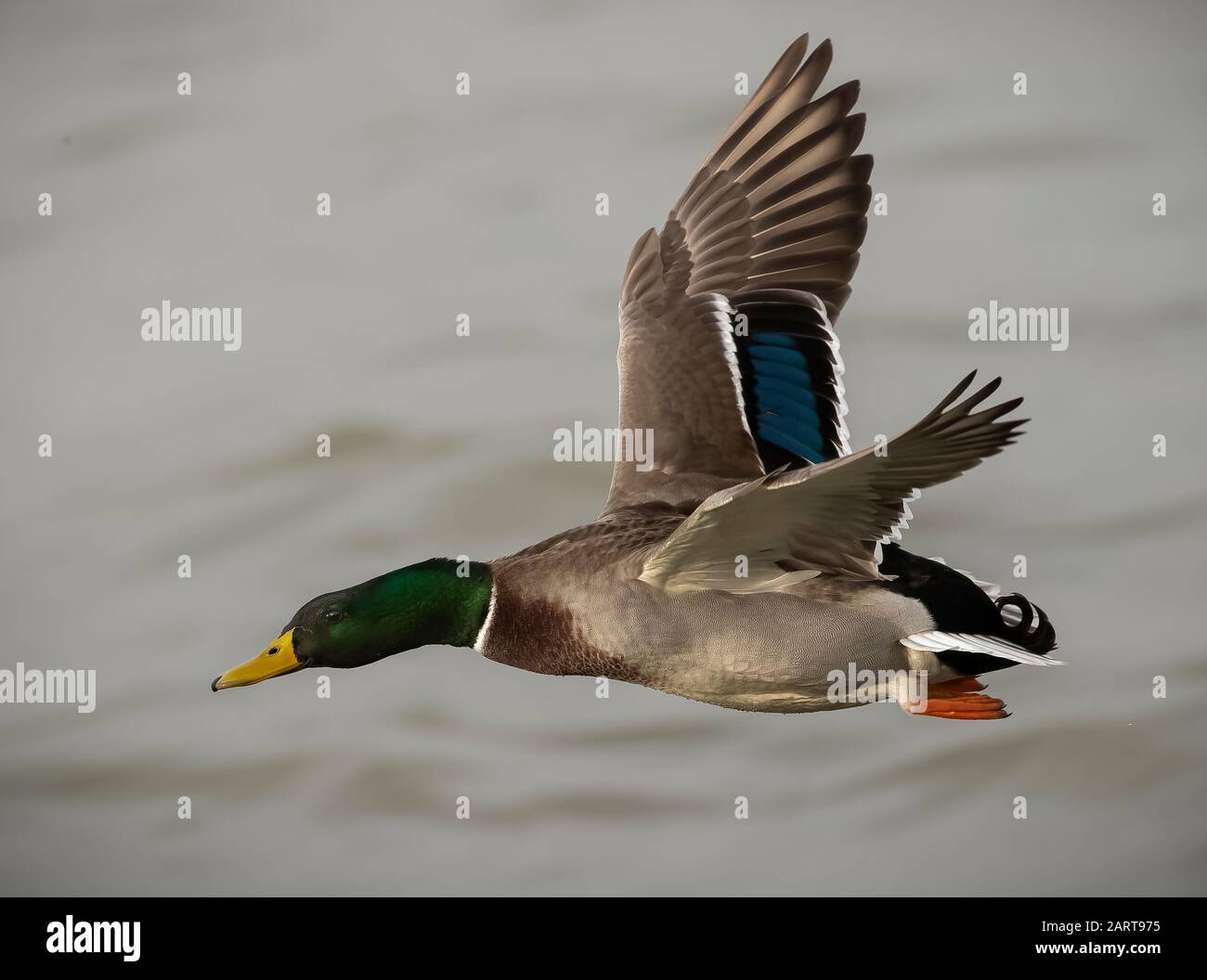 Close up image of mallard drake duck in flight Stock Photo - Alamy