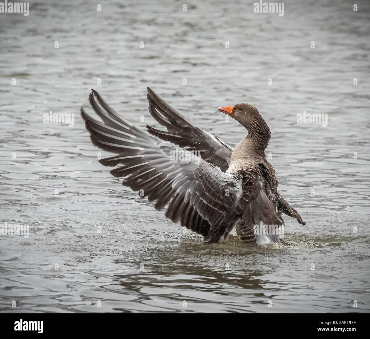 Greylag Goose with wings stretched out on water Stock Photo - Alamy