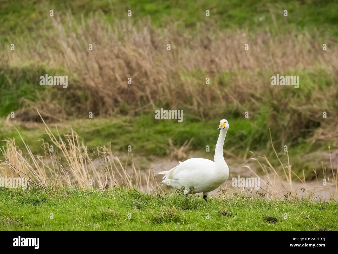 On grass bank hi-res stock photography and images - Alamy