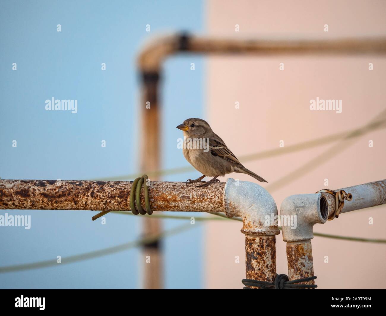 sparrow in a pipe Stock Photo - Alamy