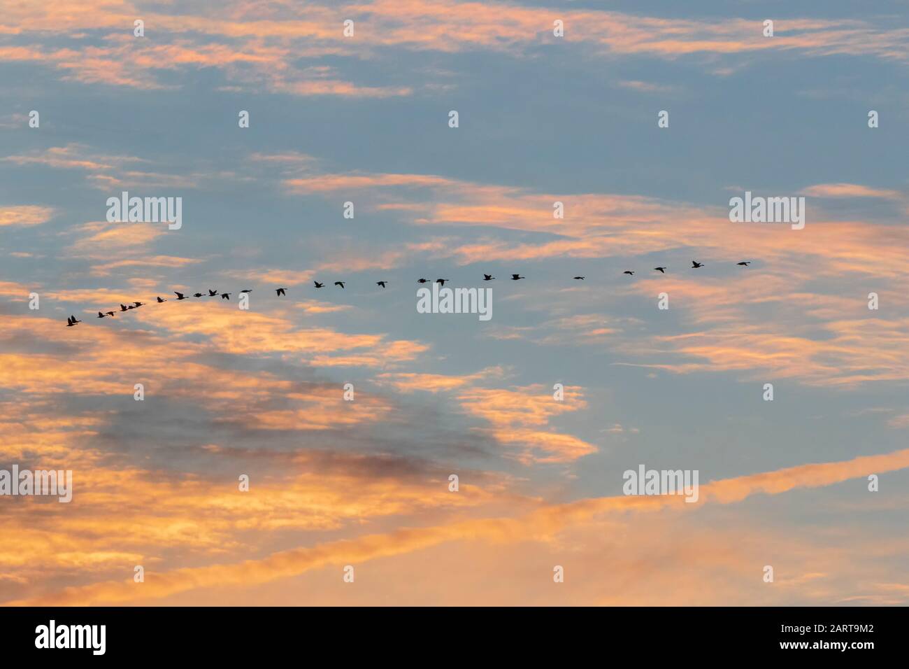 Line of geese hi-res stock photography and images - Alamy