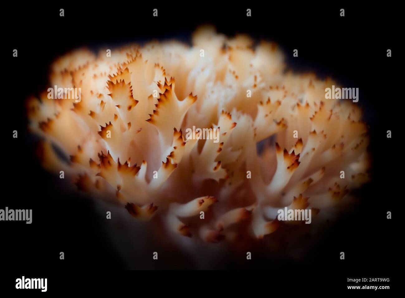 Close up of White Clavaria fungus with brown tips against black ...