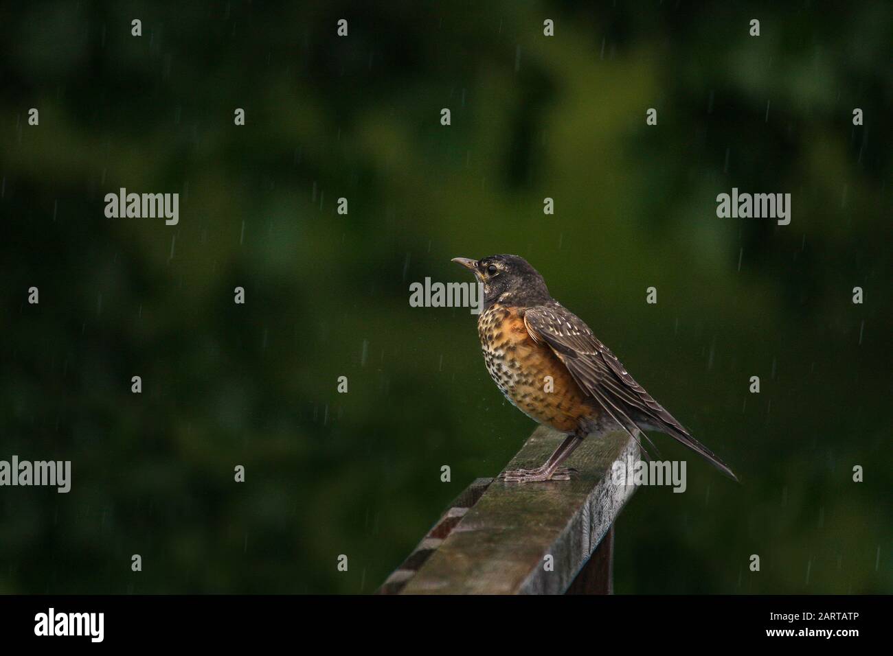 Young American Robin bird on wood ramp railing under heavy rain Stock ...