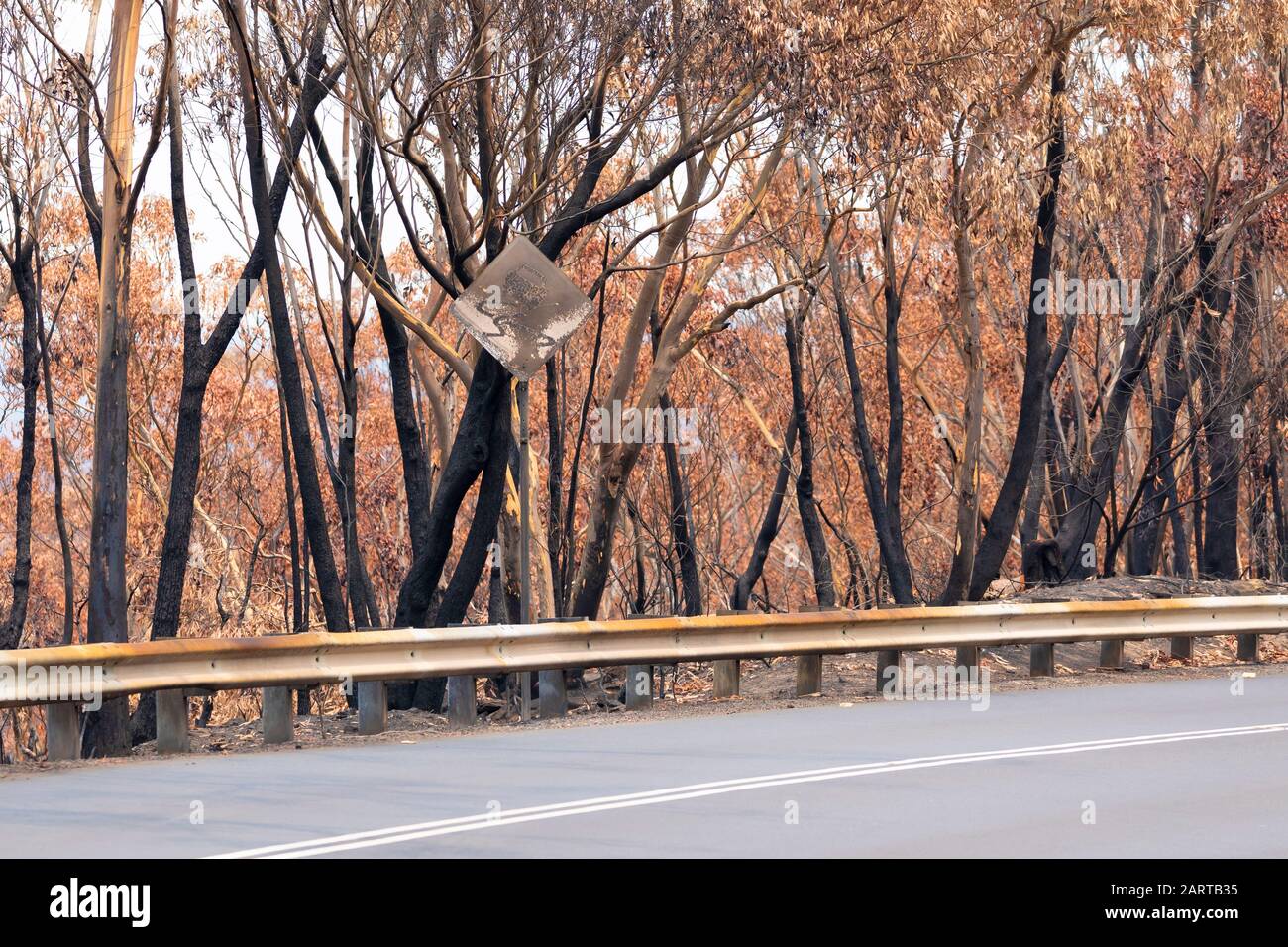 A burnt road sign on a country road amongst severely burnt Eucalyptus ...