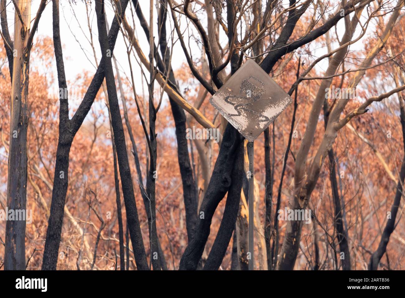 A burnt road sign on a country road amongst severely burnt Eucalyptus ...