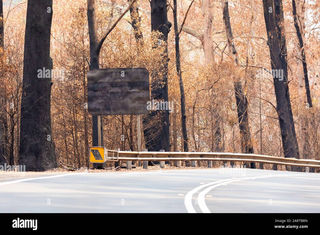 A burnt road sign on a country road amongst severely burnt Eucalyptus ...