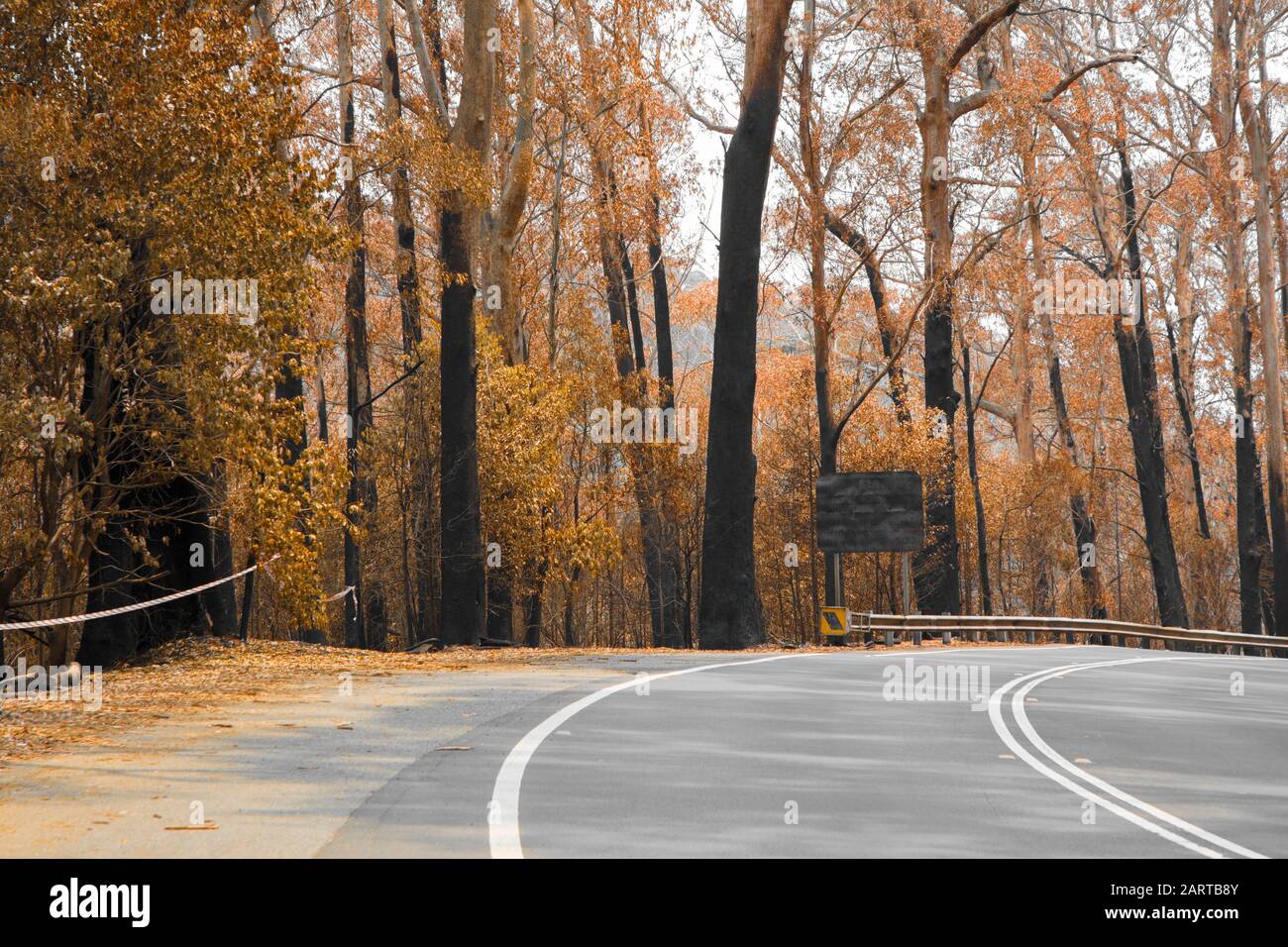 A burnt road sign on a country road amongst severely burnt Eucalyptus ...