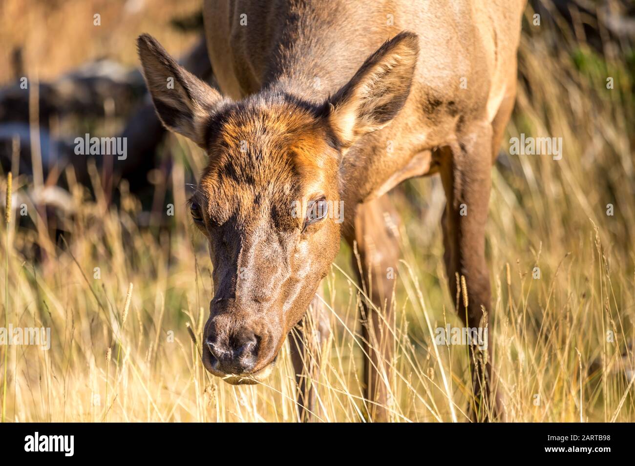 Baby elk hi-res stock photography and images - Alamy