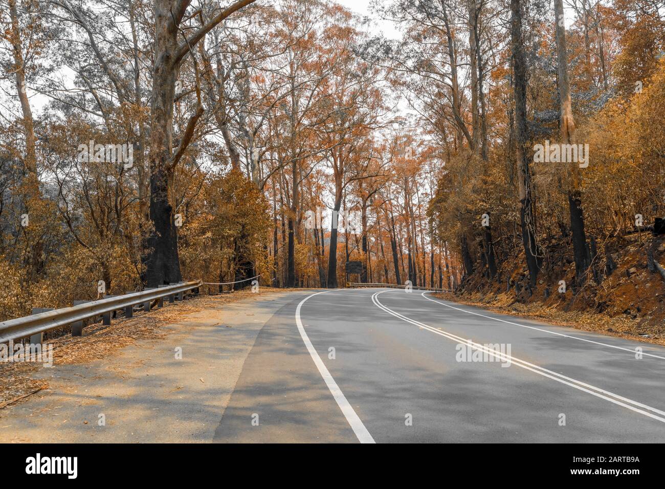 A burnt road sign on a country road amongst severely burnt Eucalyptus ...