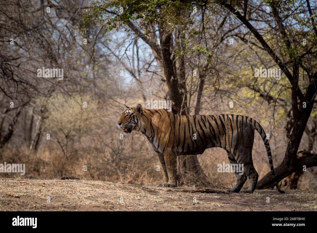 Ranthambore tiger in beautiful colorful background. Famous tigress ...