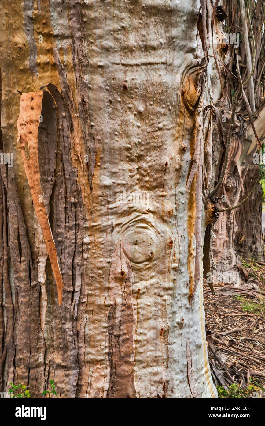 Eucalyptus tree trunk, invasive species brought from Australia, along ...