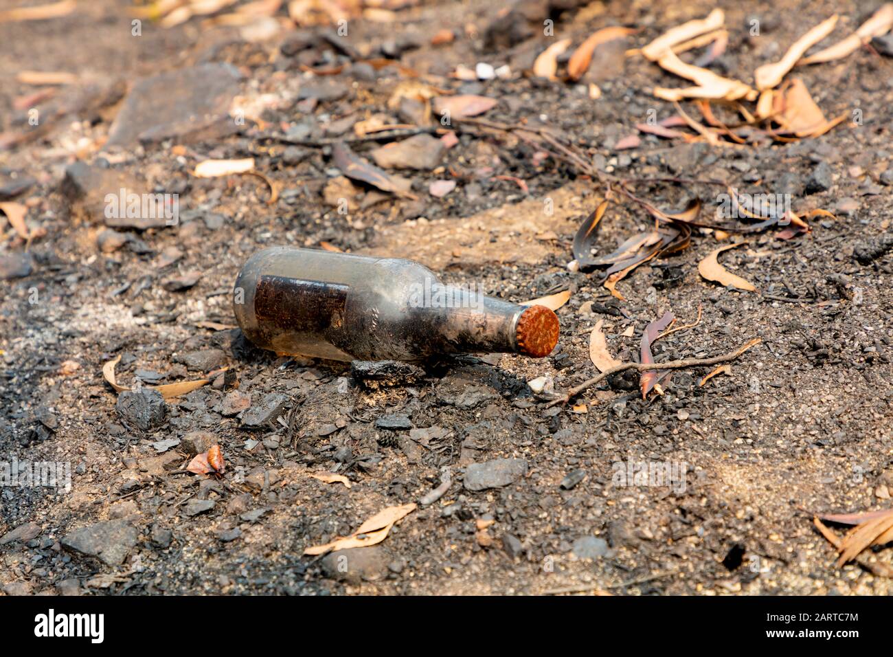 A glass drinking bottle amongst severely burnt Eucalyptus trees after a ...
