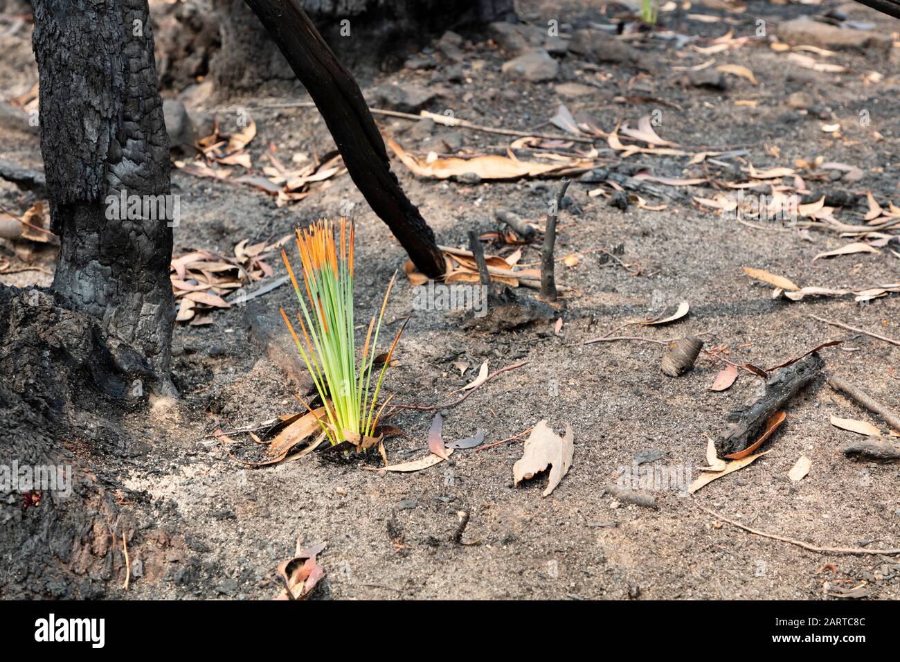 A green plant amongst severely burnt Eucalyptus trees after a bushfire ...