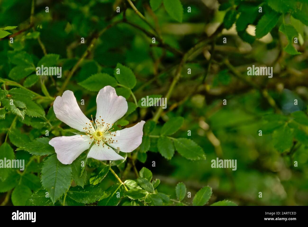 Common briar white spring blossom, selective focus - rosa canina Stock ...