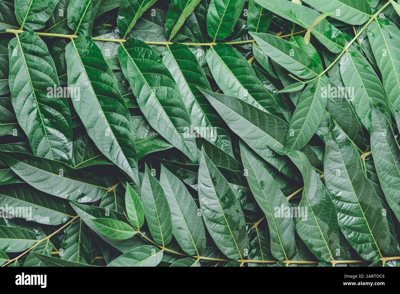 Many green leaves as background Stock Photo - Alamy