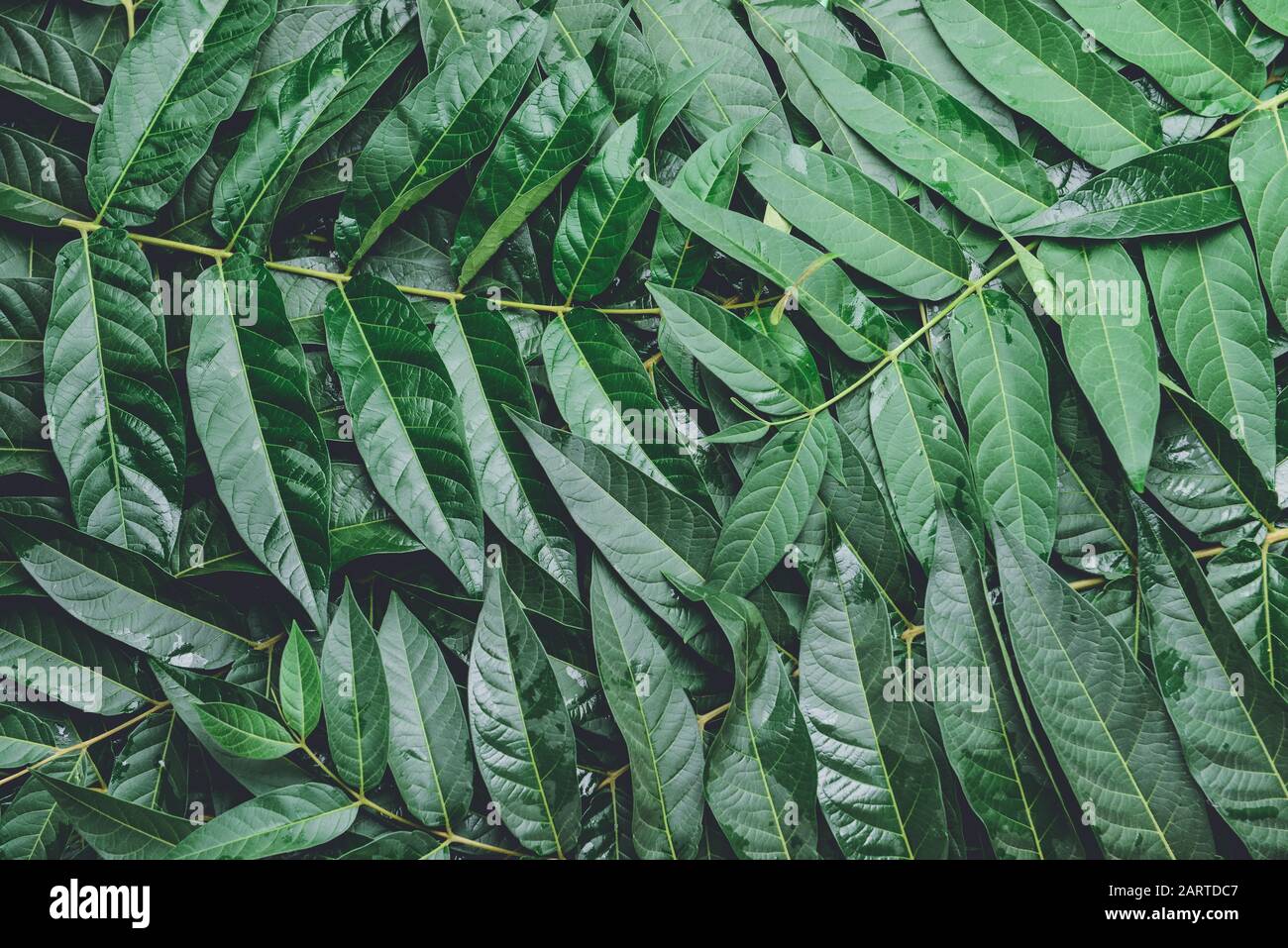 Many green leaves as background Stock Photo - Alamy