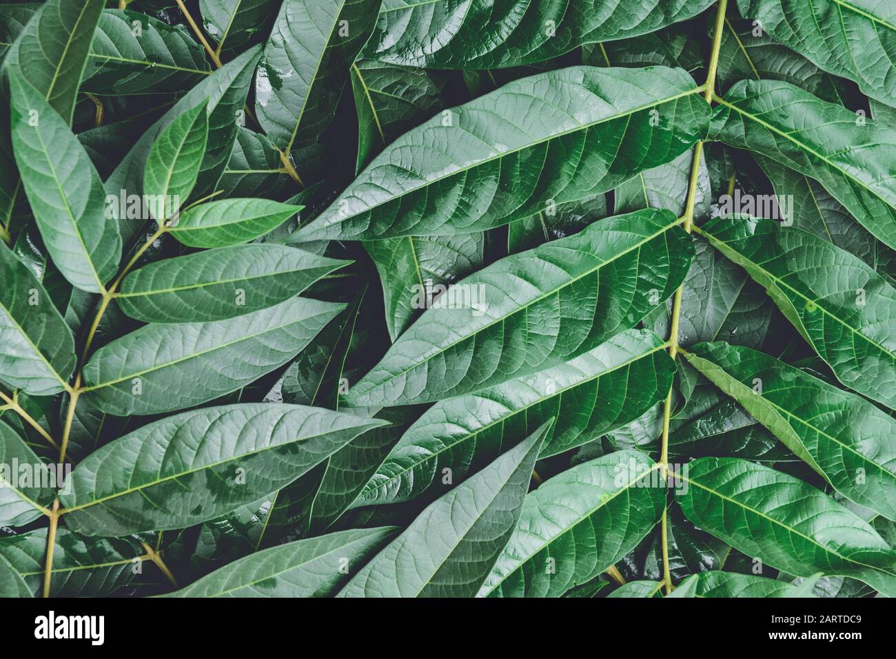 Many green leaves as background Stock Photo - Alamy