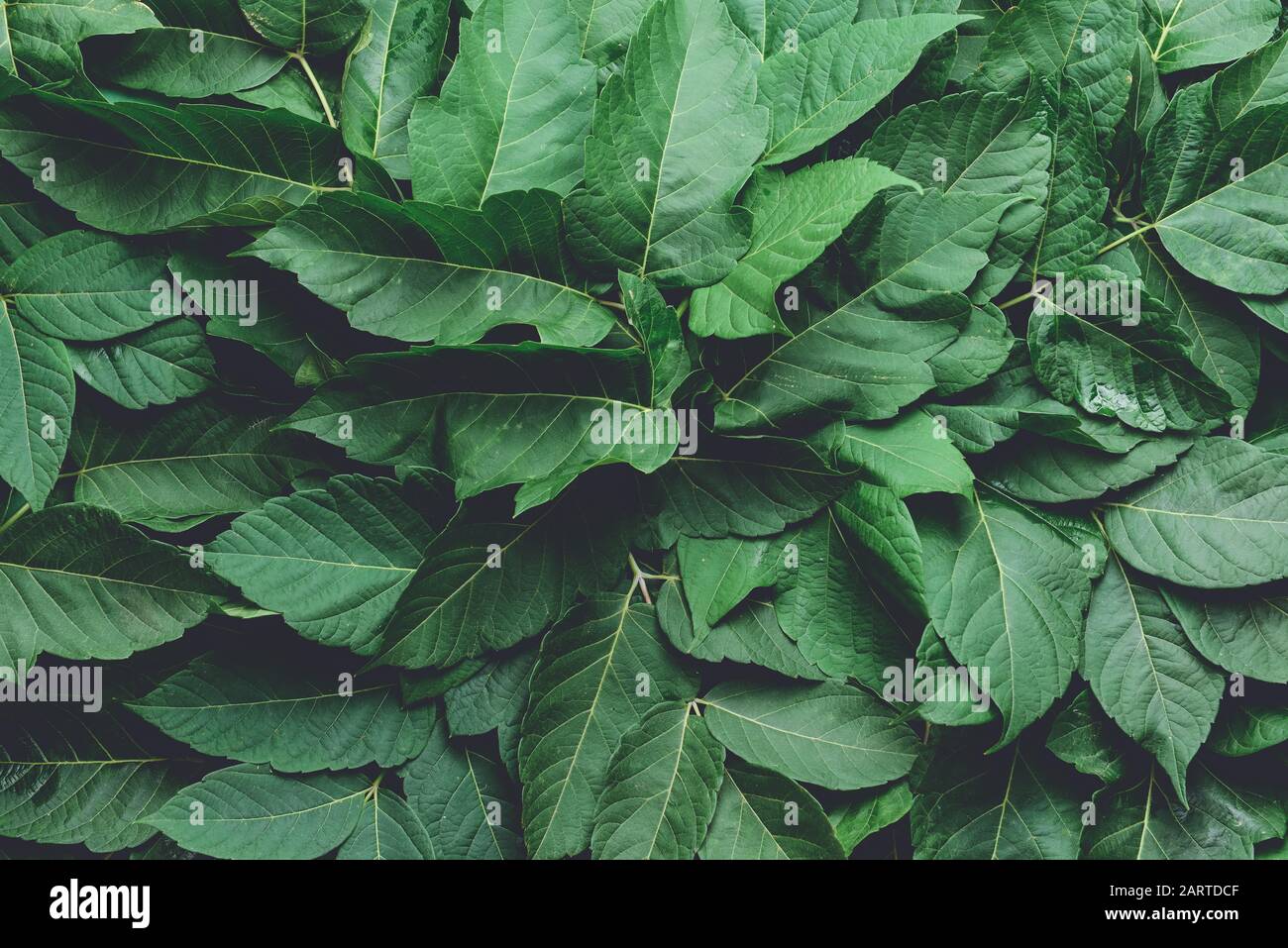 Many green leaves as background Stock Photo - Alamy