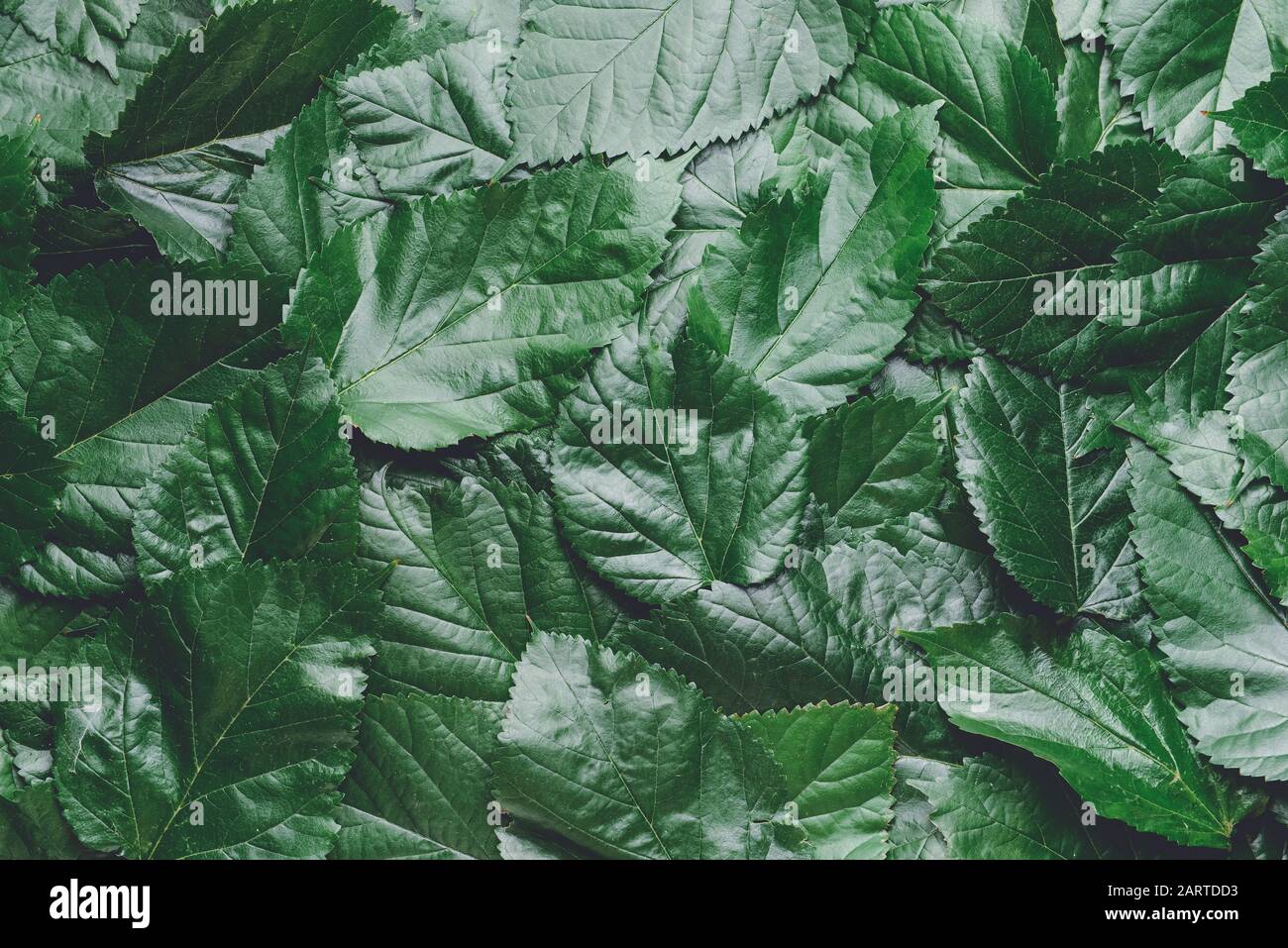 Many green leaves as background Stock Photo - Alamy