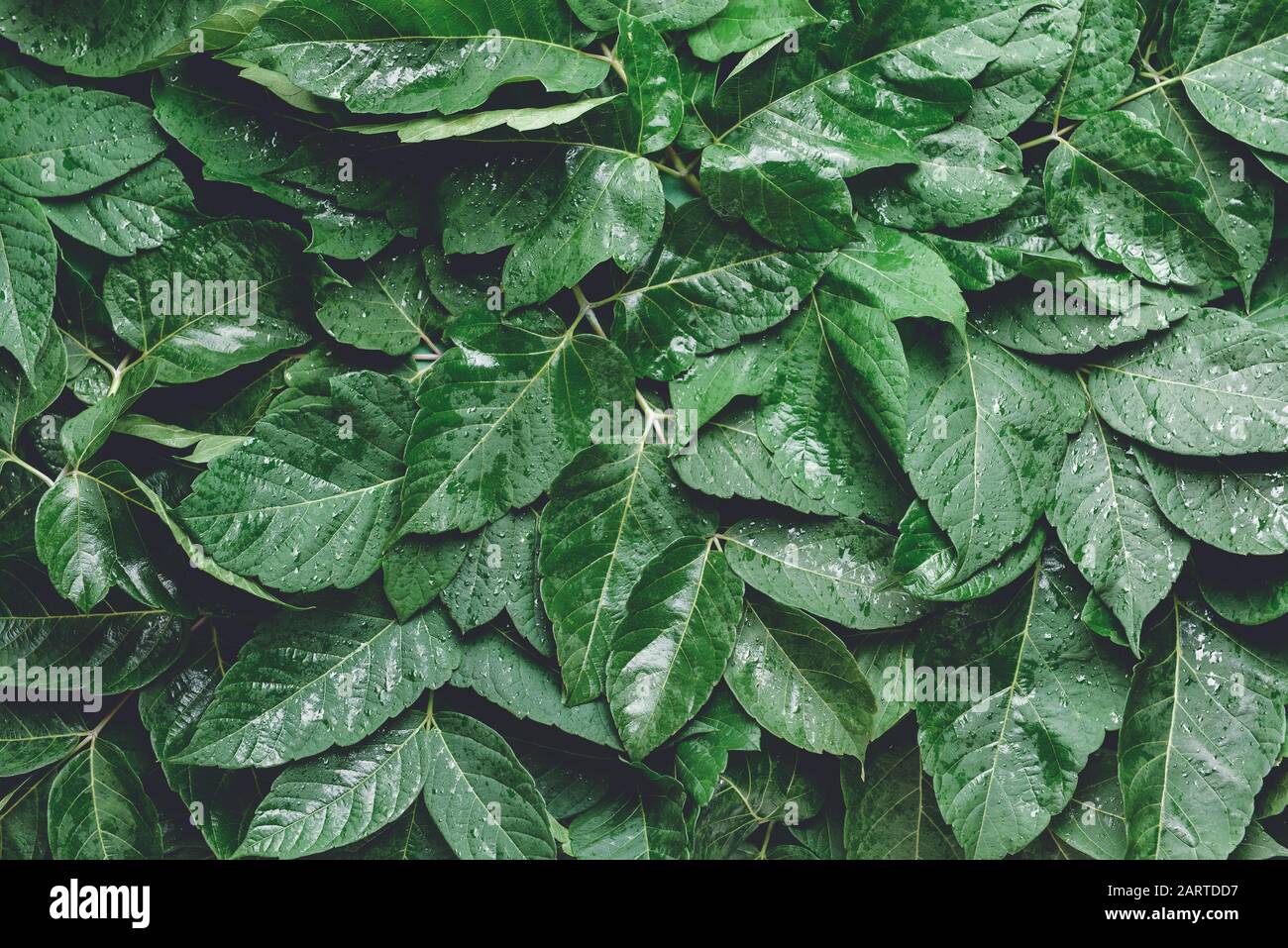 Many green leaves as background Stock Photo - Alamy